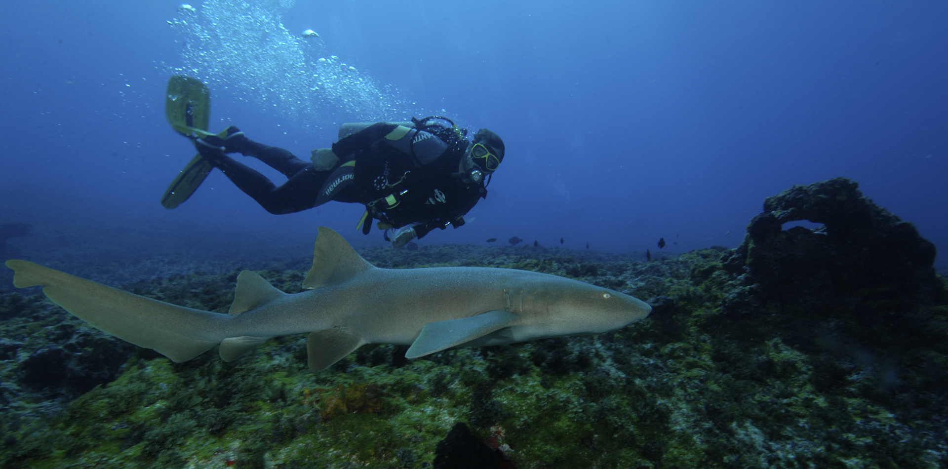 2-Day Diving Package in Fernando de Noronha - PlanetaEXO
