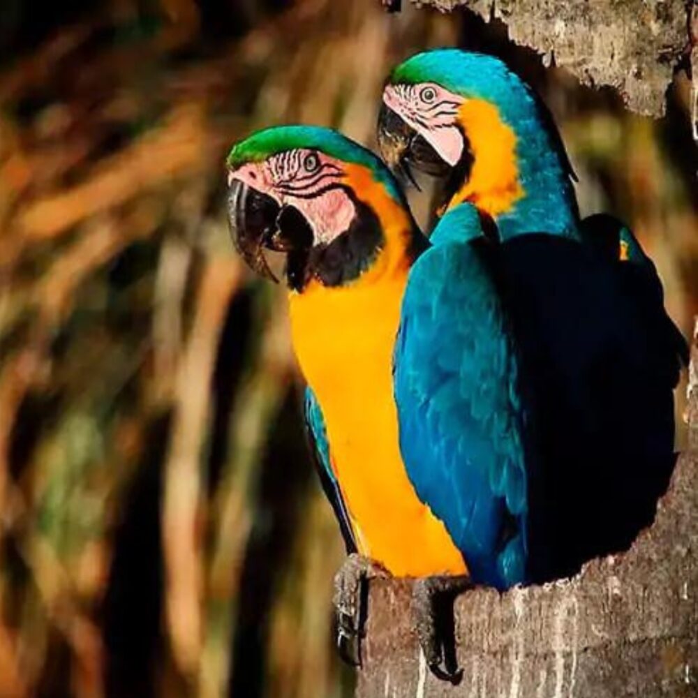 Tour de sobrevivência na amazônia 4 dias - PlanetaEXO