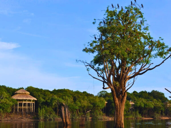 Juma Amazon Jungle Lodge from Manaus - PlanetaEXO