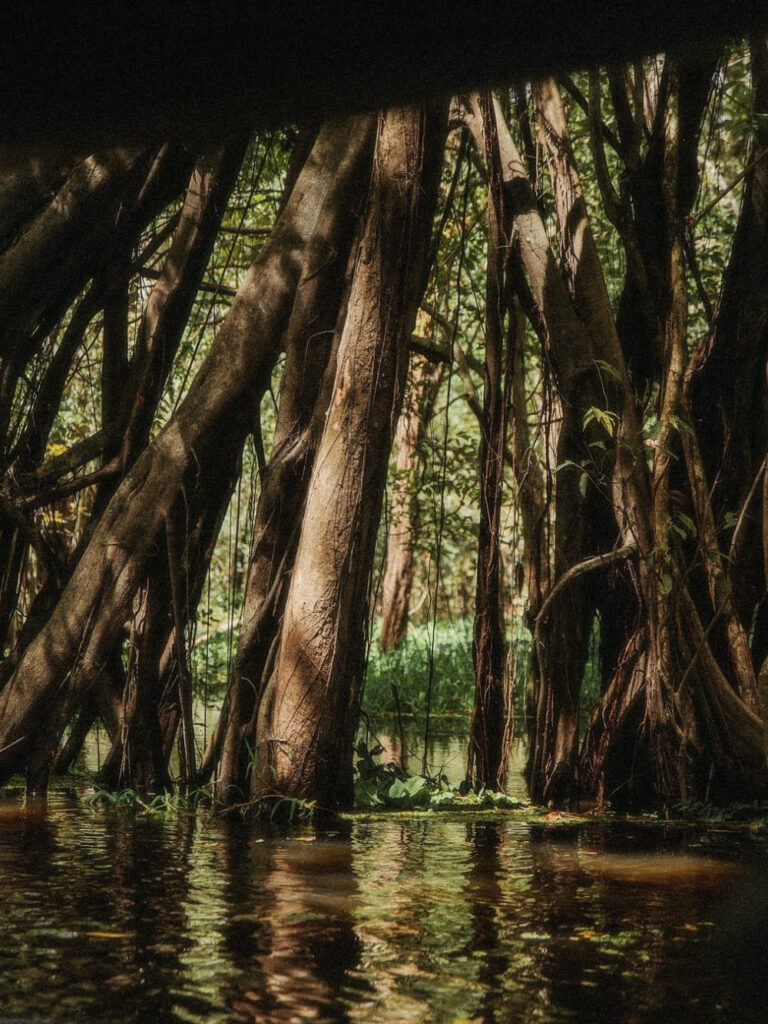 Juma Amazon Jungle Lodge from Manaus - PlanetaEXO