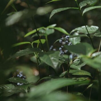 Juma Amazon Jungle Lodge from Manaus - PlanetaEXO