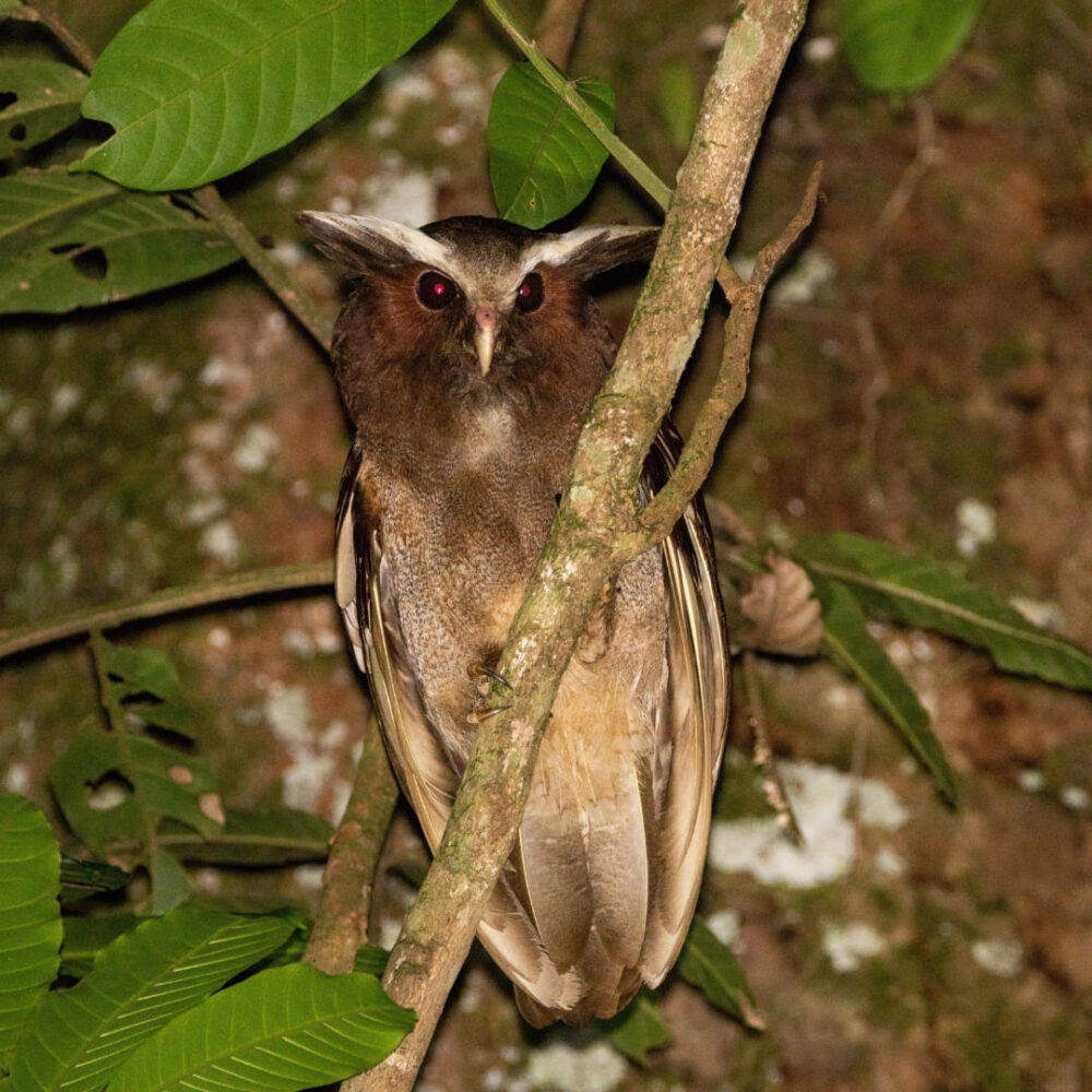 Birdwatching in the Amazon Rainforest, Brazil - PlanetaEXO
