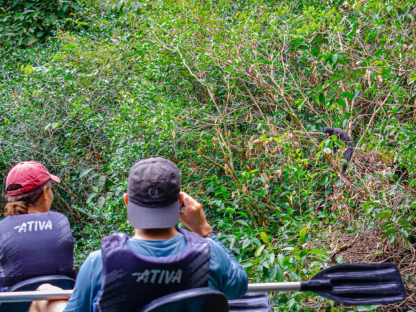 Birdwatching in the Amazon Rainforest, Brazil - PlanetaEXO