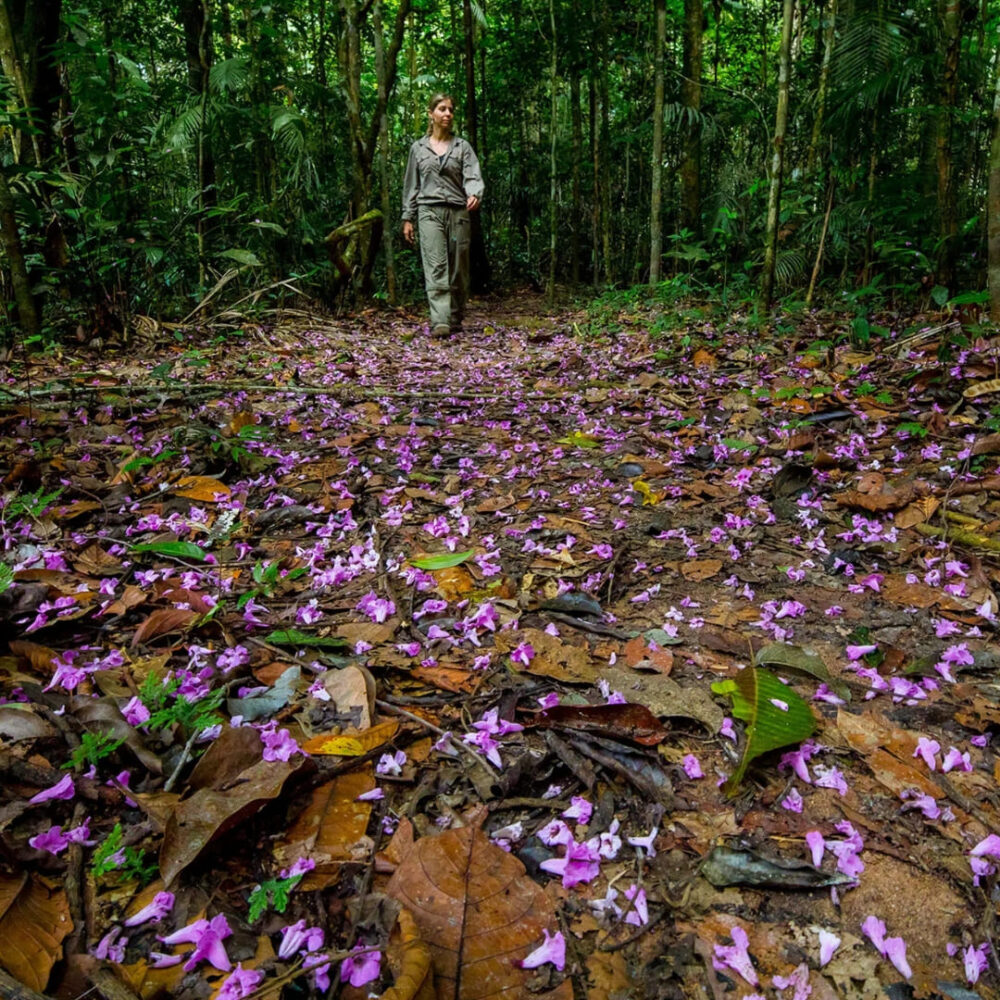 Birdwatching in the Amazon Rainforest, Brazil - PlanetaEXO