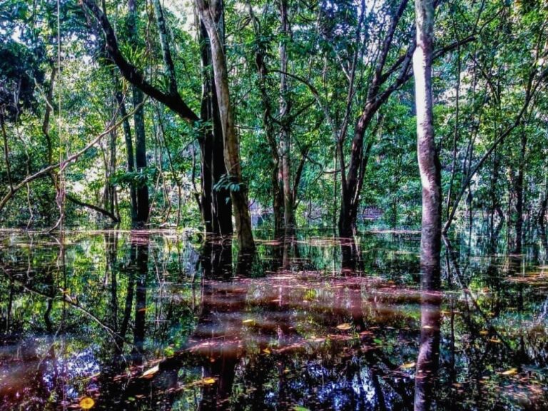 How to visit Manaus, Brazil - Travel Guide: What to do and more ...