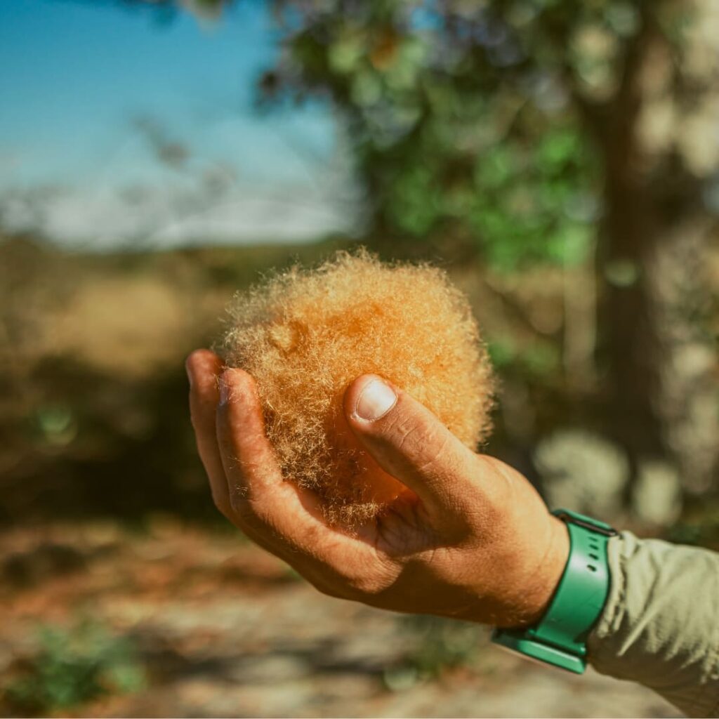 How to visit the Cerrado in Brazil? - PlanetaEXO