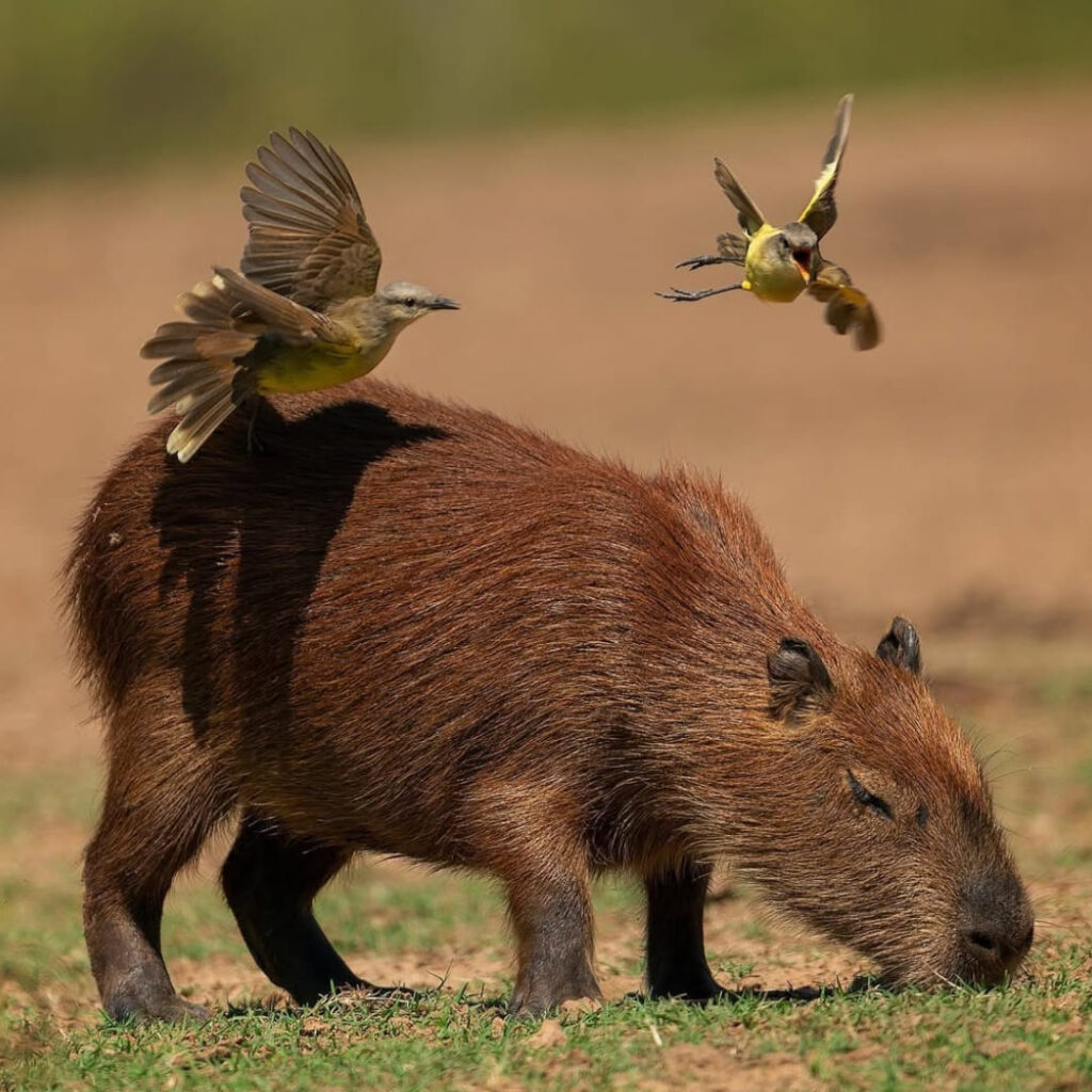 Best Brazil Wildlife Tours and Destinations - PlanetaEXO