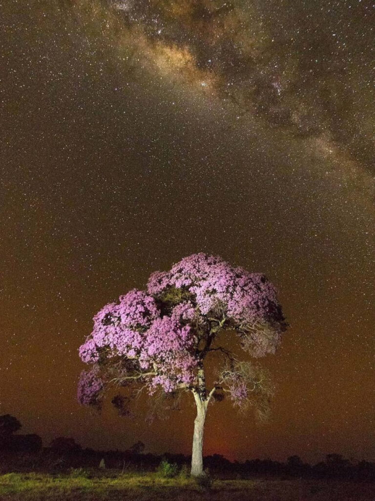 10 facts about the Pantanal - PlanetaEXO