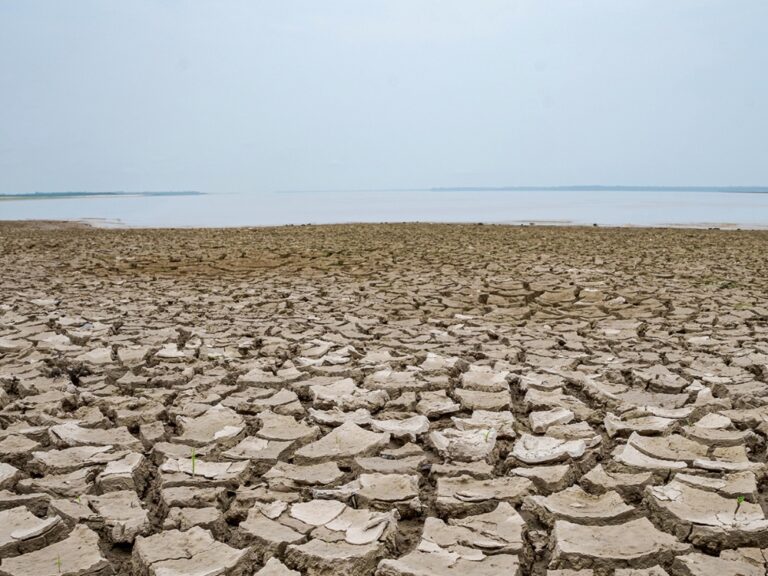 8 conservation projects in the Amazon to support in 2025 - PlanetaEXO