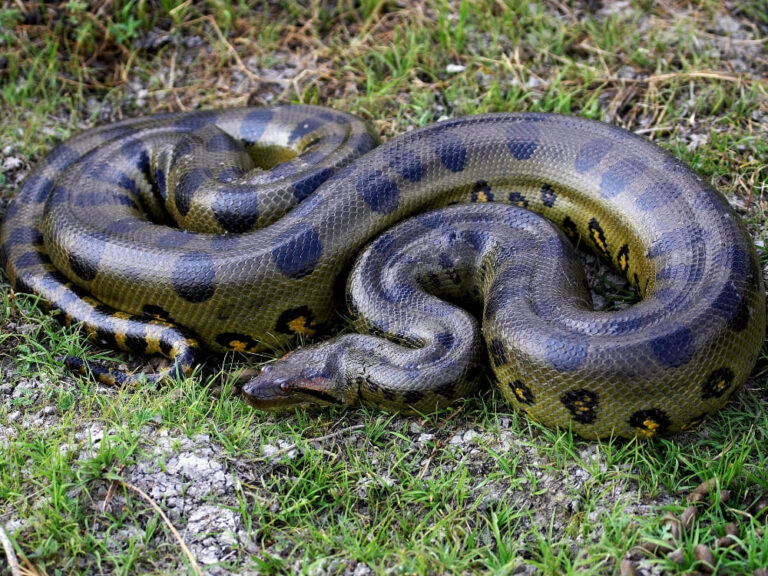 20 Animals in Brazil: Wildlife Facts and Where to Find Them - PlanetaEXO