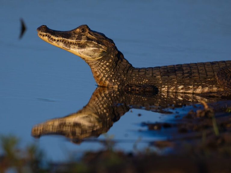 20 Dieren uit Brazilië: Feiten over Wilde Dieren en waar je ze Kunt ...