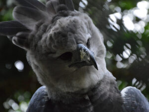 20 Animals in Brazil: Wildlife Facts and Where to Find Them - PlanetaEXO