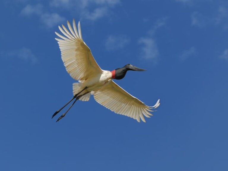 20 Animals in Brazil: Wildlife Facts and Where to Find Them - PlanetaEXO