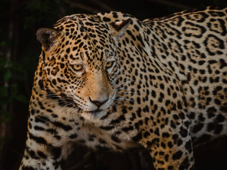 20 Animals in Brazil: Wildlife Facts and Where to Find Them - PlanetaEXO