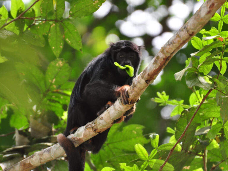 20 Animals in Brazil: Wildlife Facts and Where to Find Them - PlanetaEXO